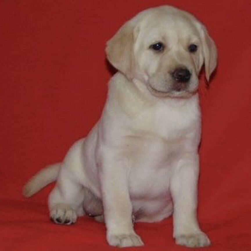 Лабрадор-ретривер, щенок
