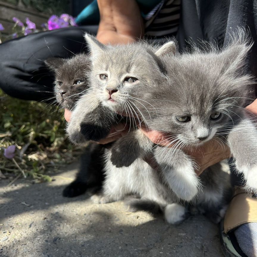 Котята в добрые руки
