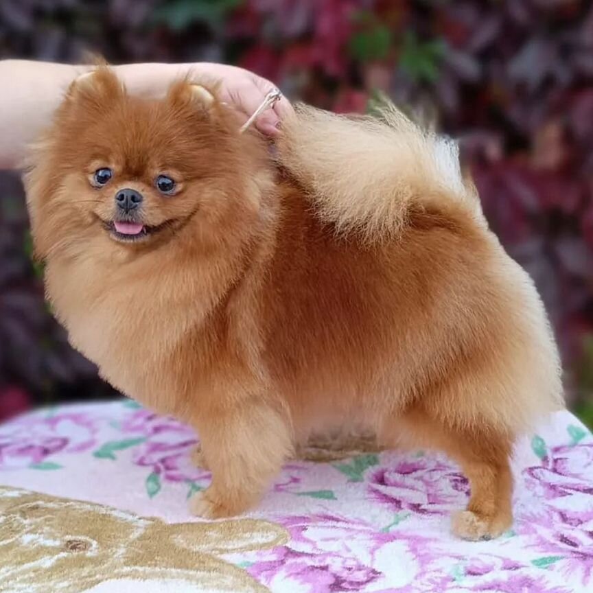 Померанский шпиц, взрослая собака