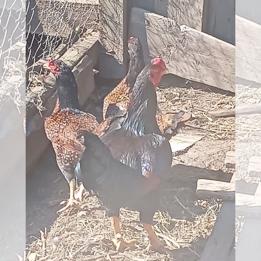 Куры петухи