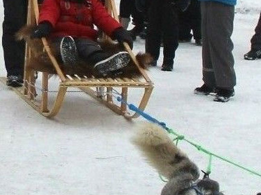 Нарты для ездовых собак