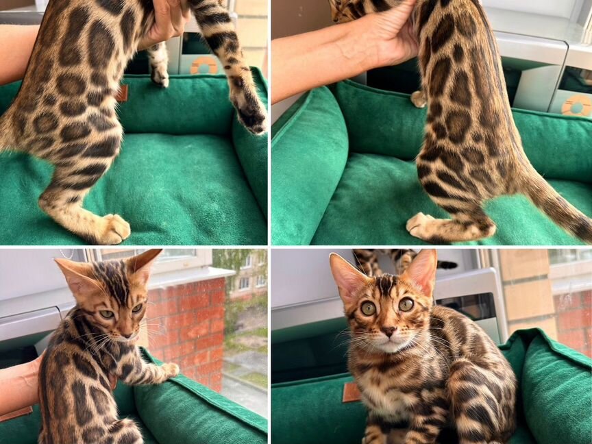 Бенгальские котята