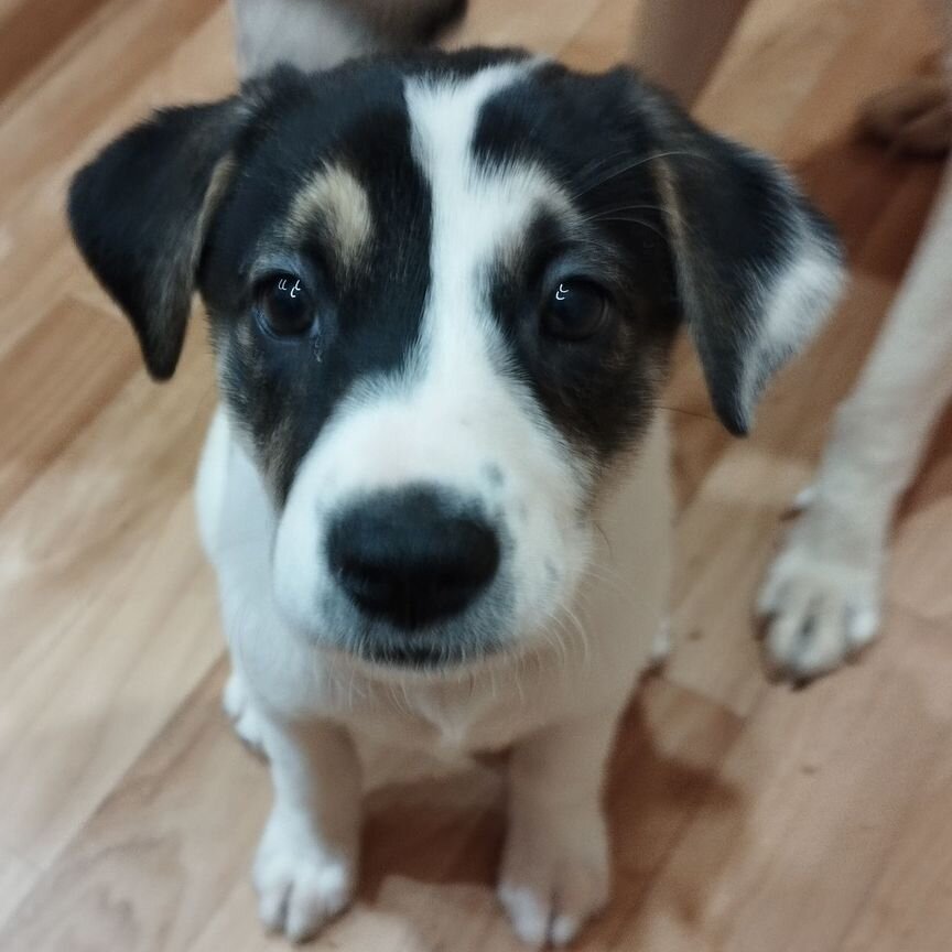 Щенок в добрые руки