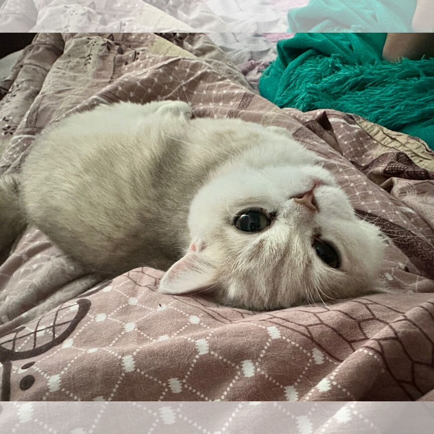 Британская короткошёрстная, взрослая кошка