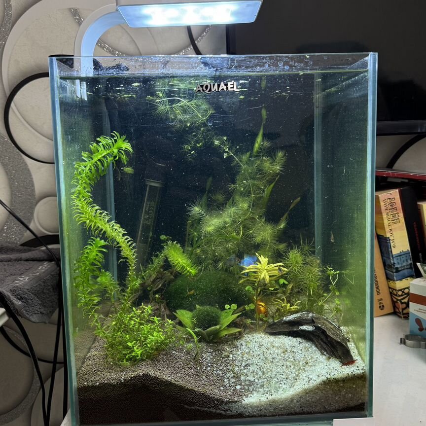 Аквариум aquael 30 литров  креветки рыбки растения