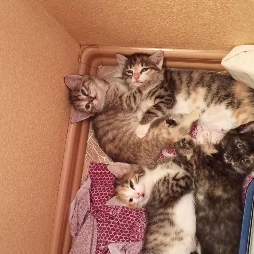 Кошечки, родились 9 октября. Возраст 1,5 мес