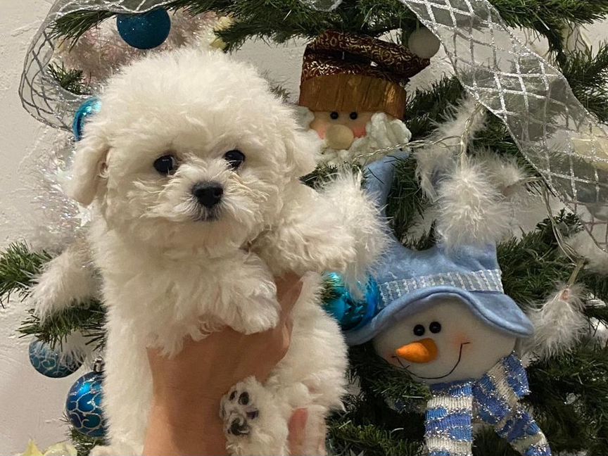 Породистые щенки Бишон фризе