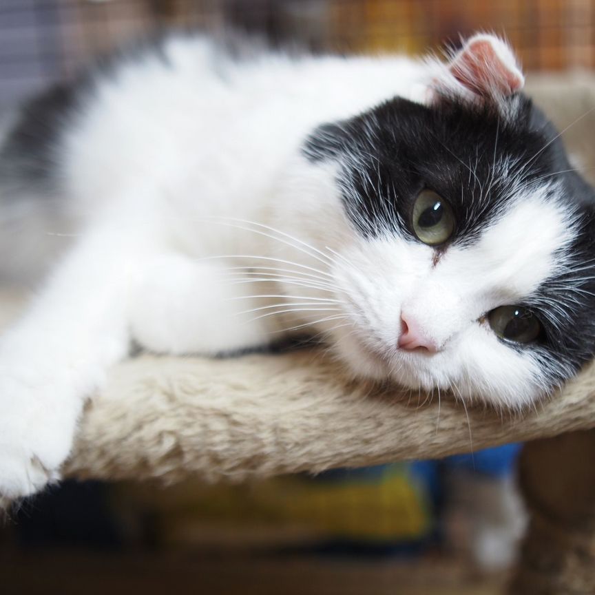 Котик очень долго ждёт свою семью