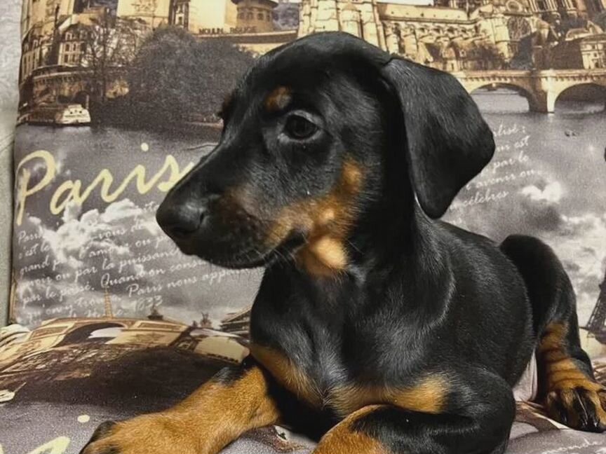 Предлагаю к продаже шикарных щенков добермана