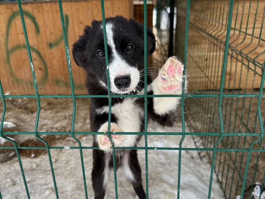 Метисов спаниеля отдали в отлов. Нужен дом