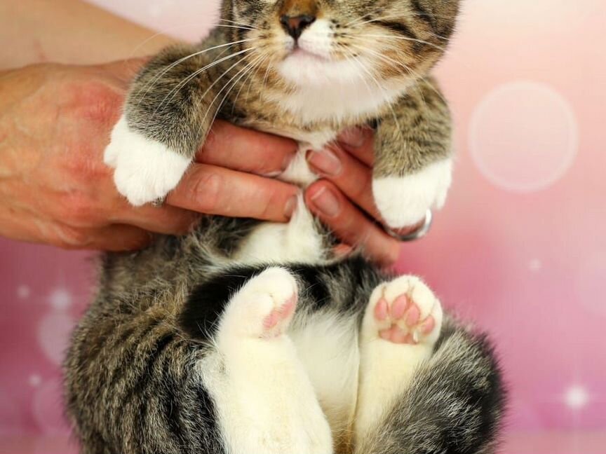 Кошка в дар