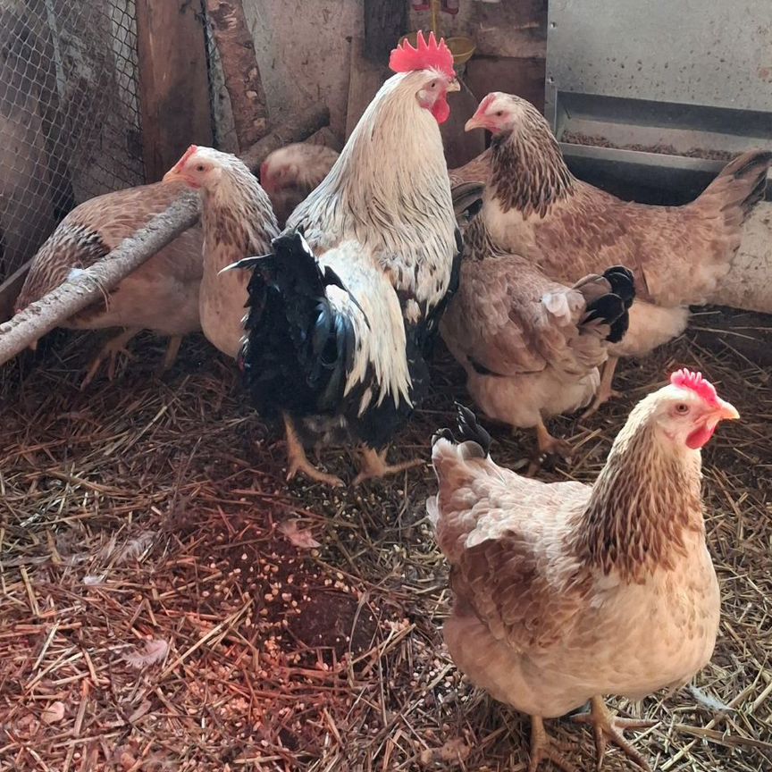 Породные куры