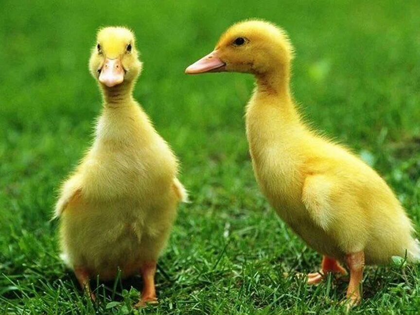 Утка агидель (мясной породы)