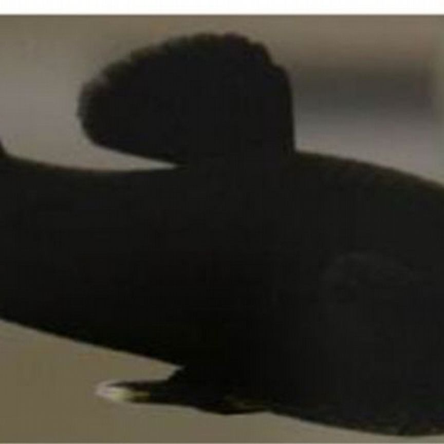 Моллинезия черная, белая, желтая