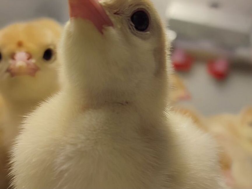 Индюшата хайбрид конвертер