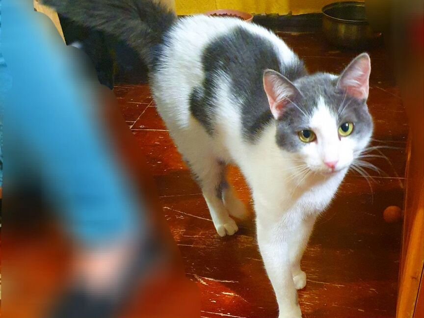 Котик 8 мес грациозный и ласковый меганежный
