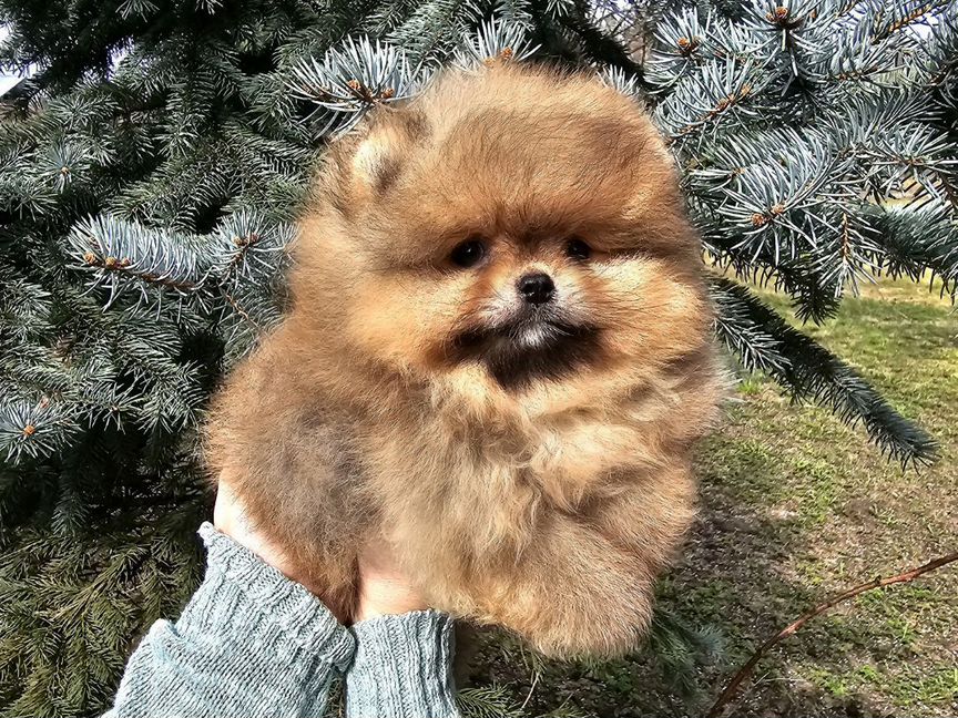 Мишутка шпиц