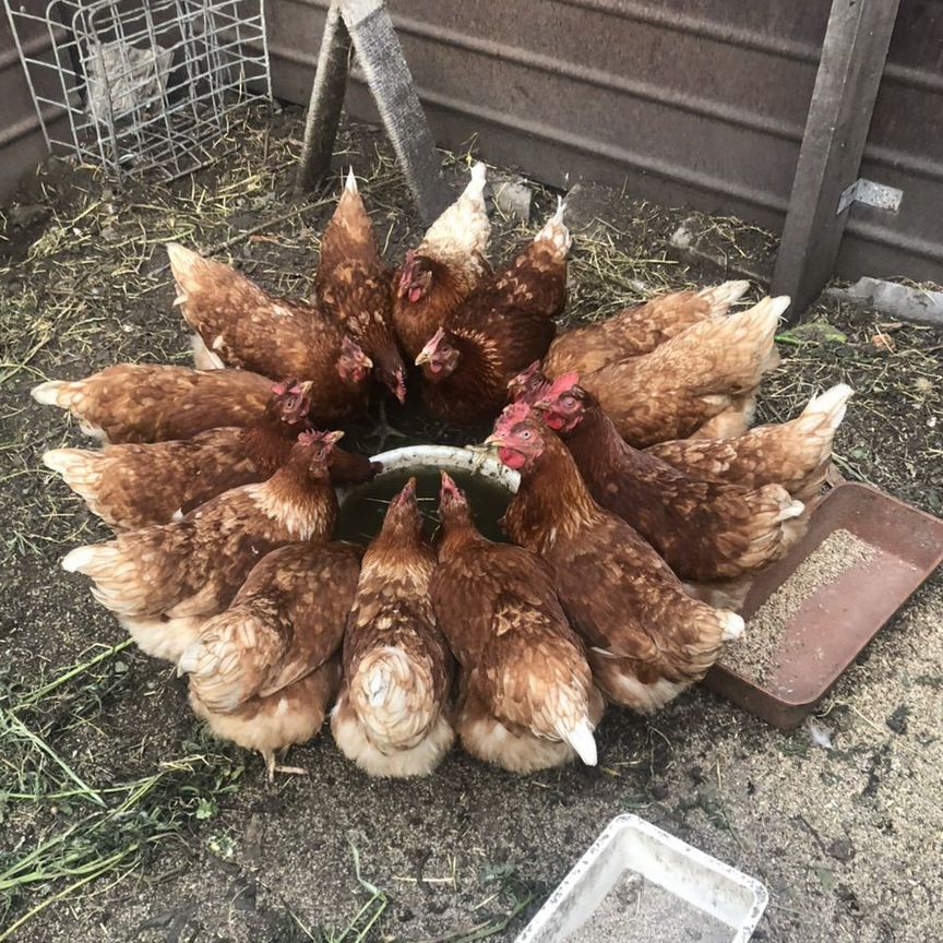 Продам кур- несушек