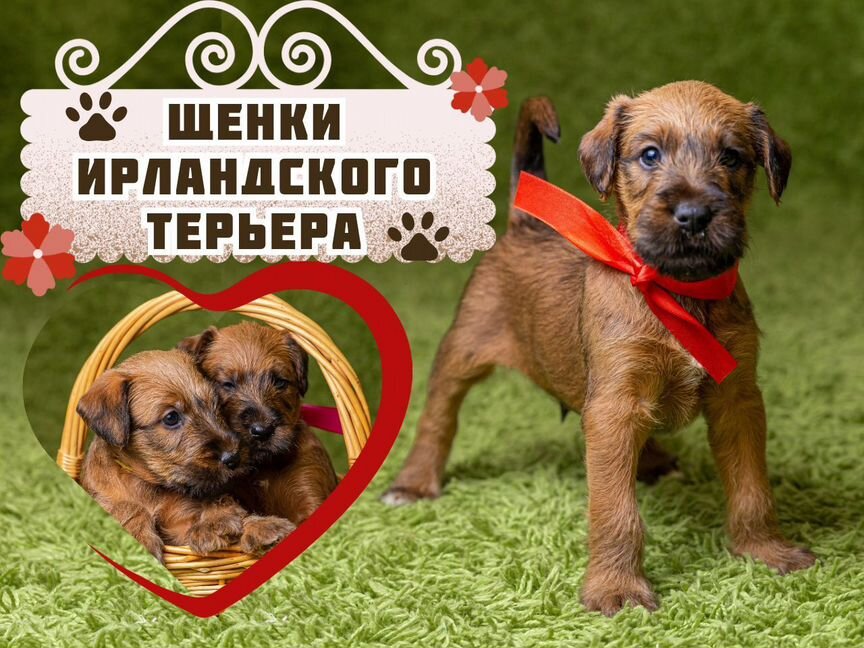Щенки Ирландского терьера