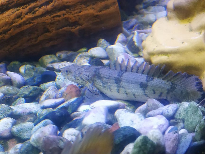 Полептериус