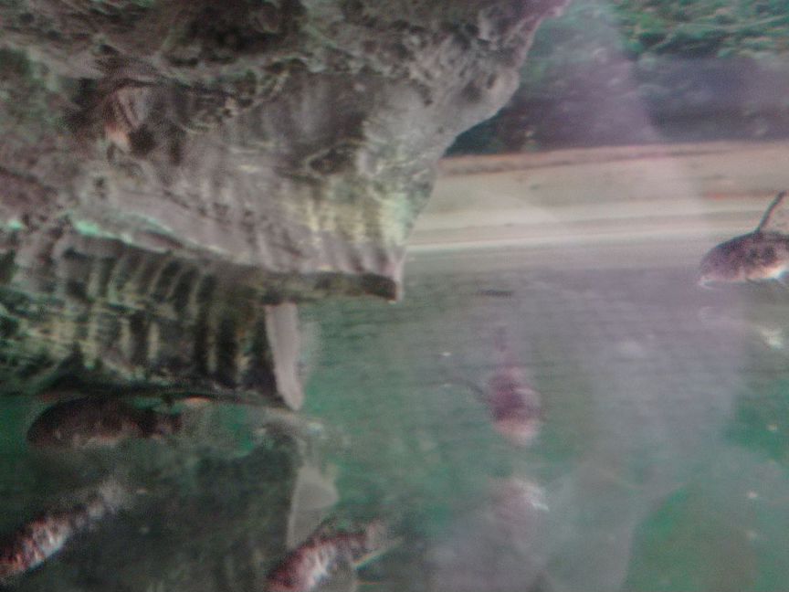 Сомики коридорасы