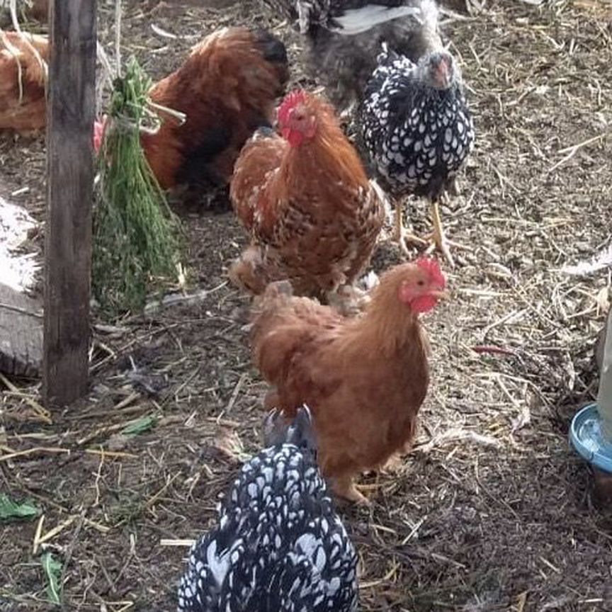 Декоративные куры