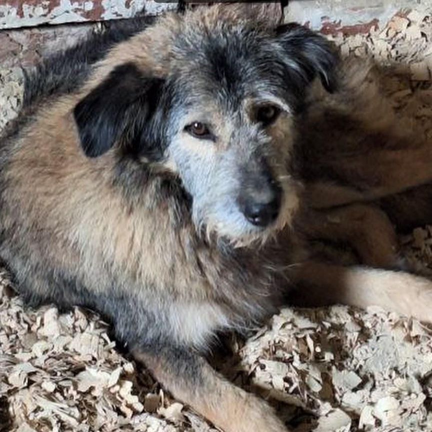 Взрослый пёс в добрые руки