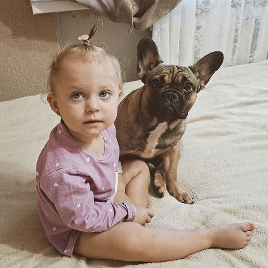 Французский бульдог, щенок