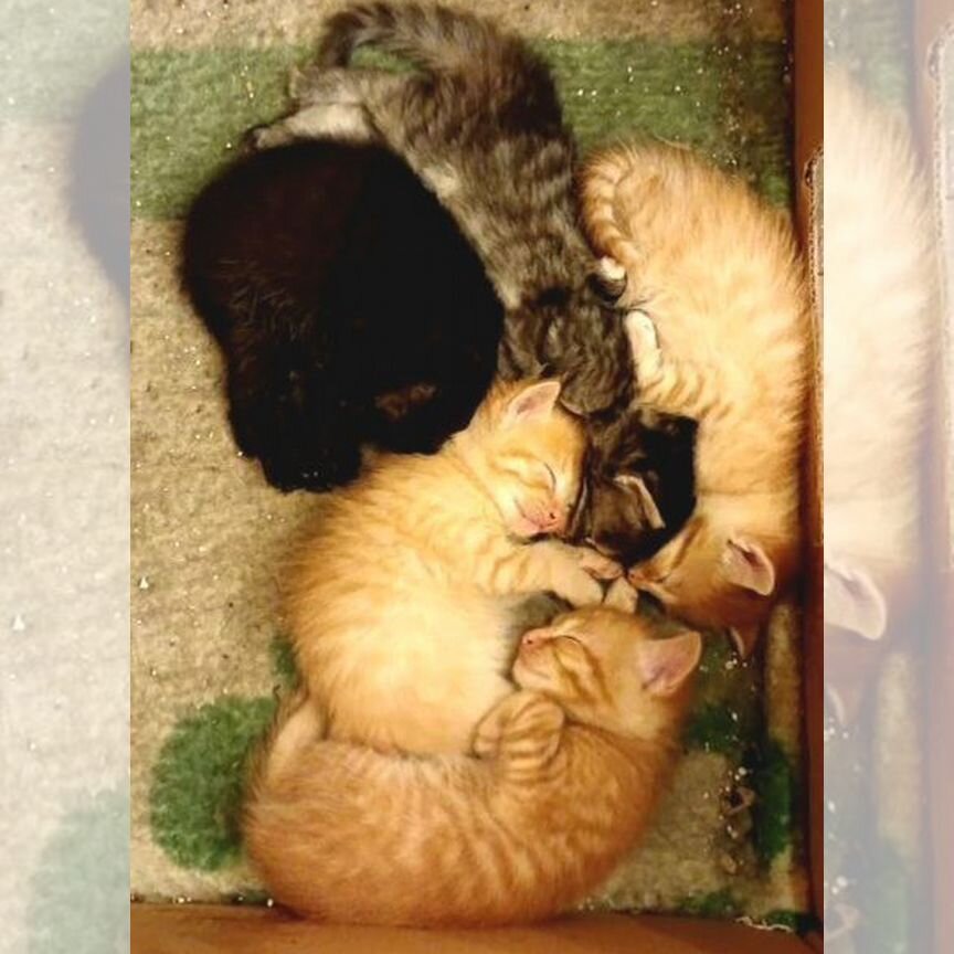 Котёнок в добрые руки