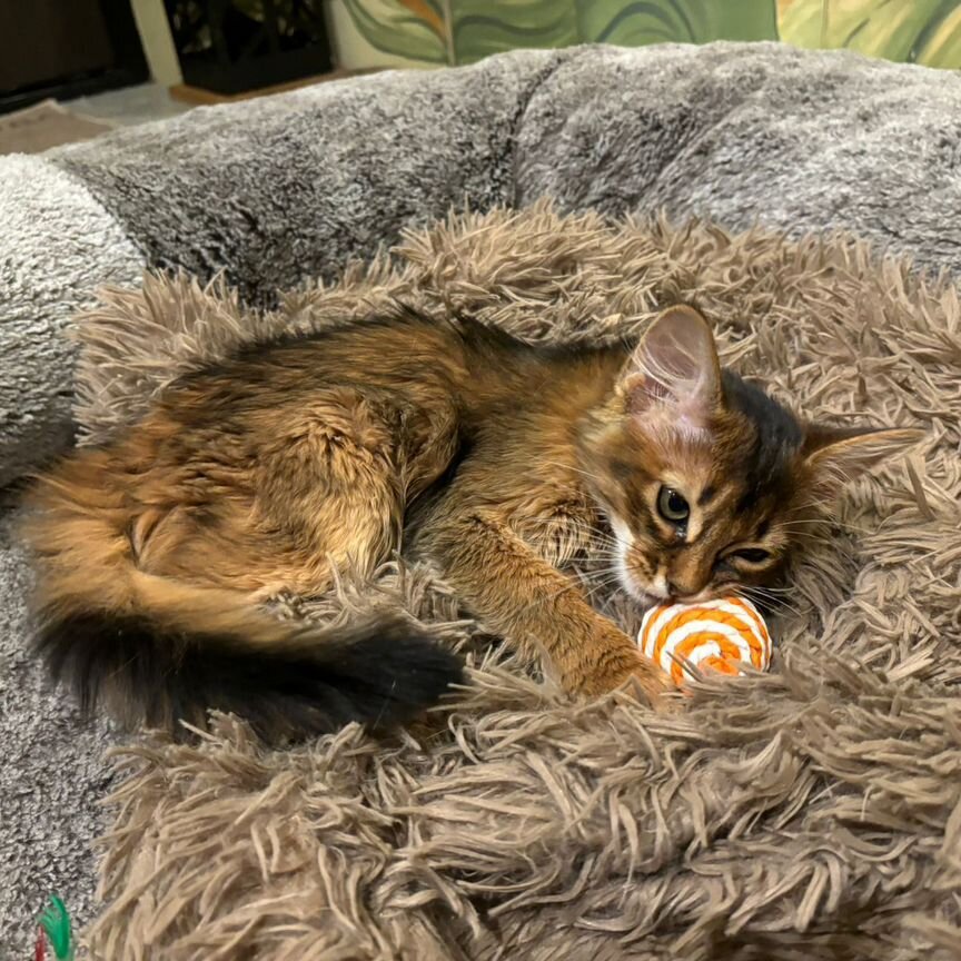 Котята