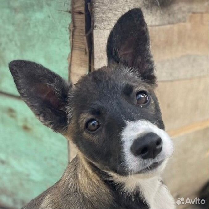 Маленькая Молли живёт на улице