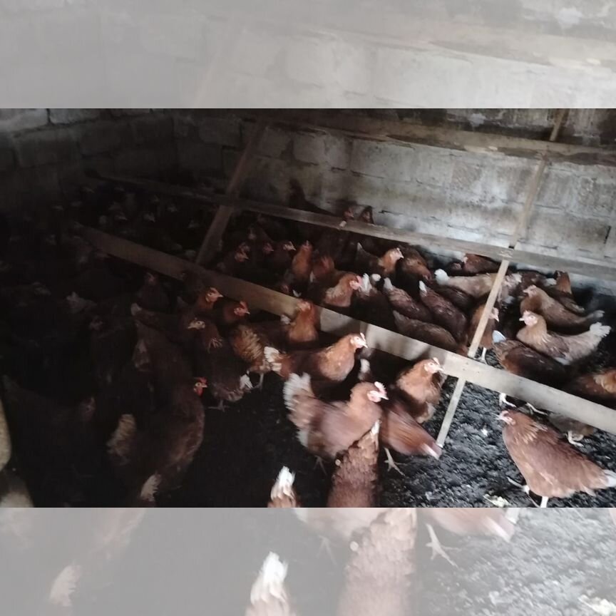 Куры несушки продам