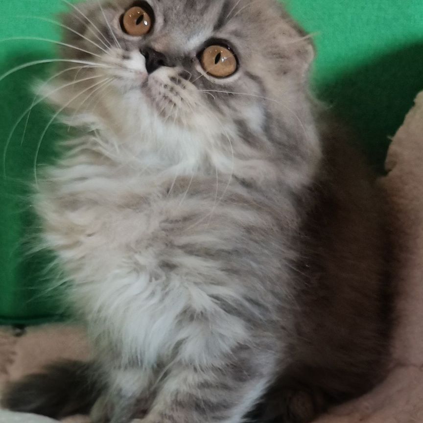 Хайленд фолд