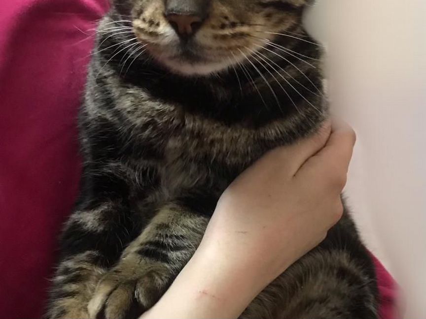 Найдена кошка