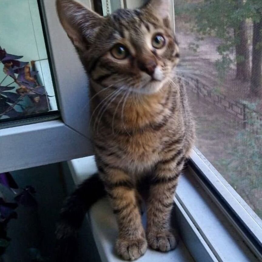 Котята в добрые руки бесплатно мальчик