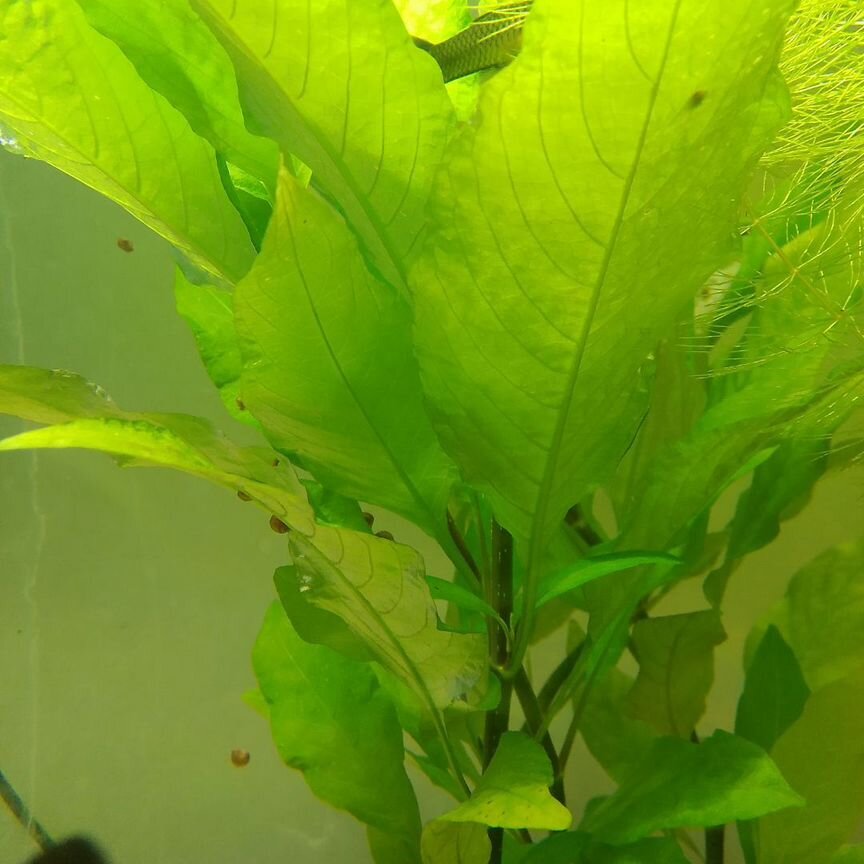 Лимонник или номафила прямая