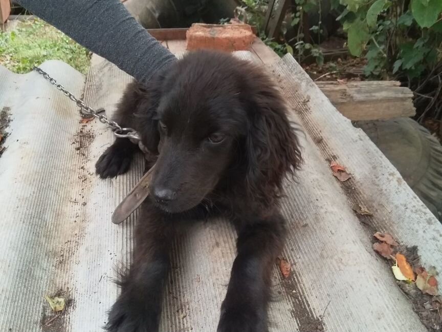 Русский спаниель