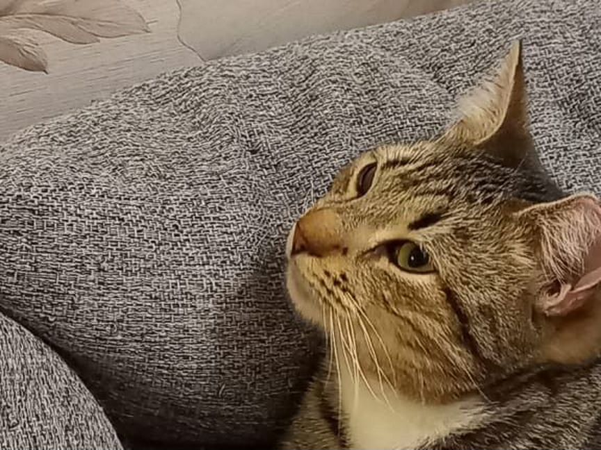 Уютный кот