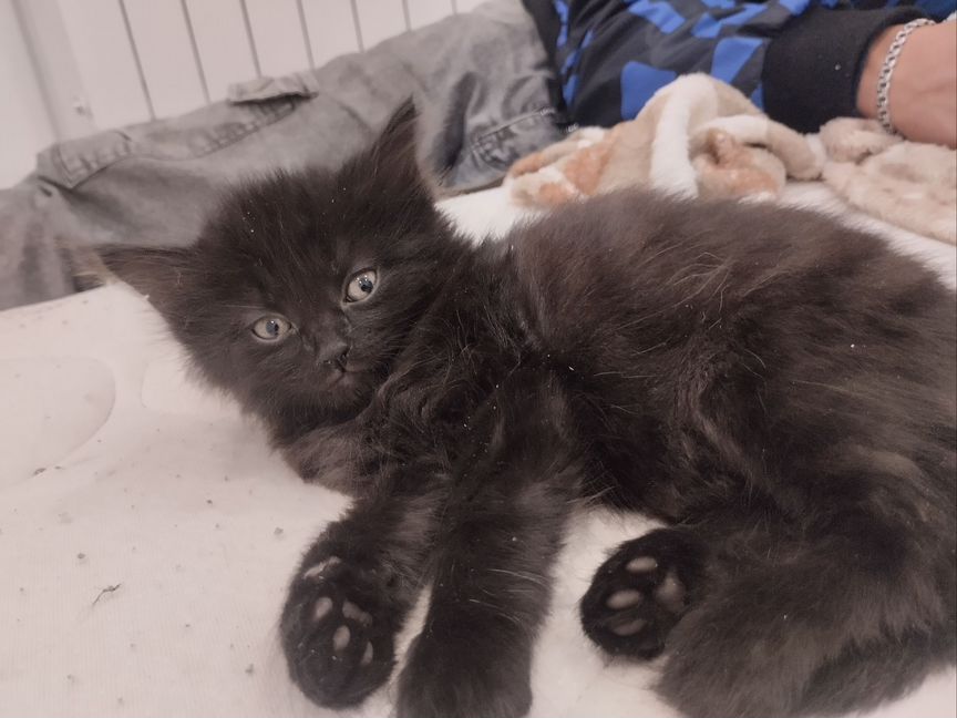 Котятки в хорошие ручки