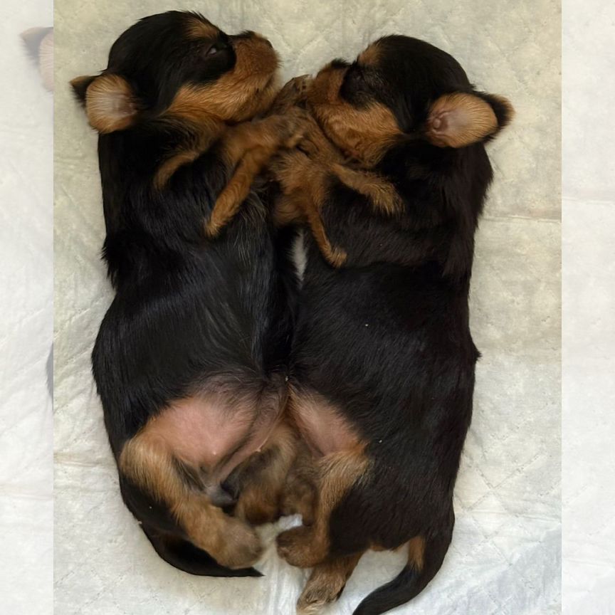 Йоркширский терьер, щенок