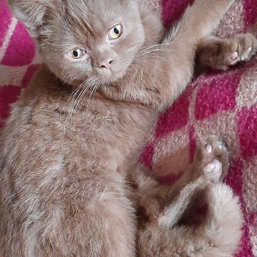 Котенок британский цинномон
