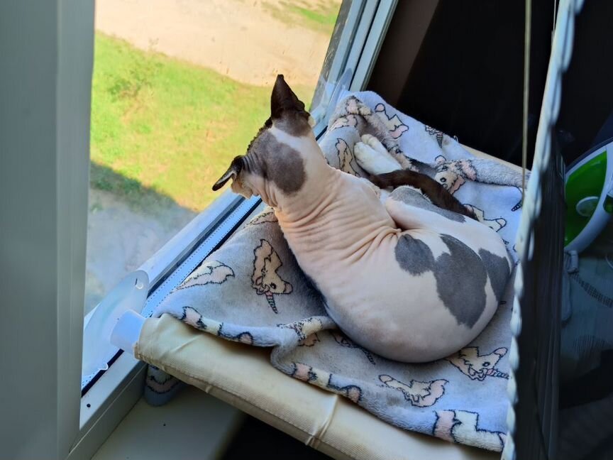 Гамак для кошек на окно