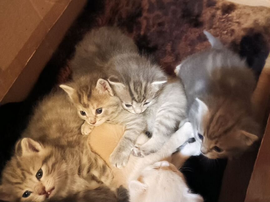 Кошка мать Британка
