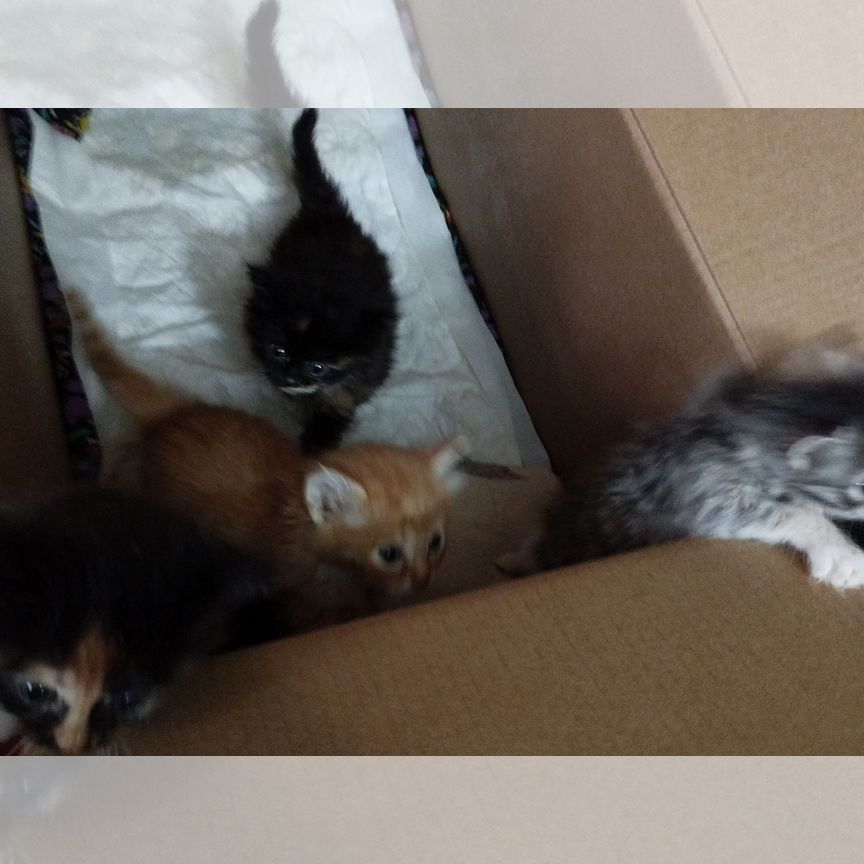 Котёнок в добрые руки