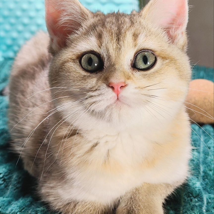 Шотландский прямоухий короткошёрстный котёнок