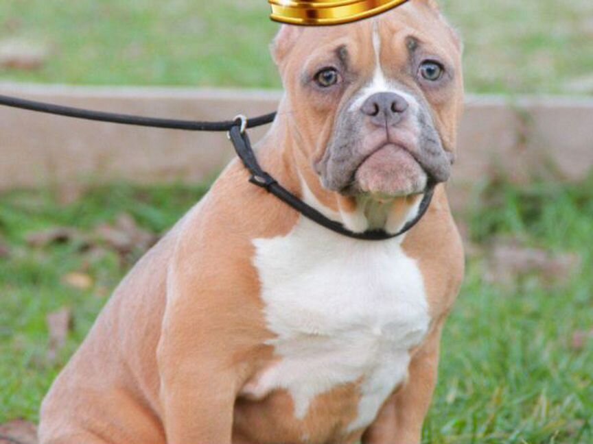 Американский Булли щенки