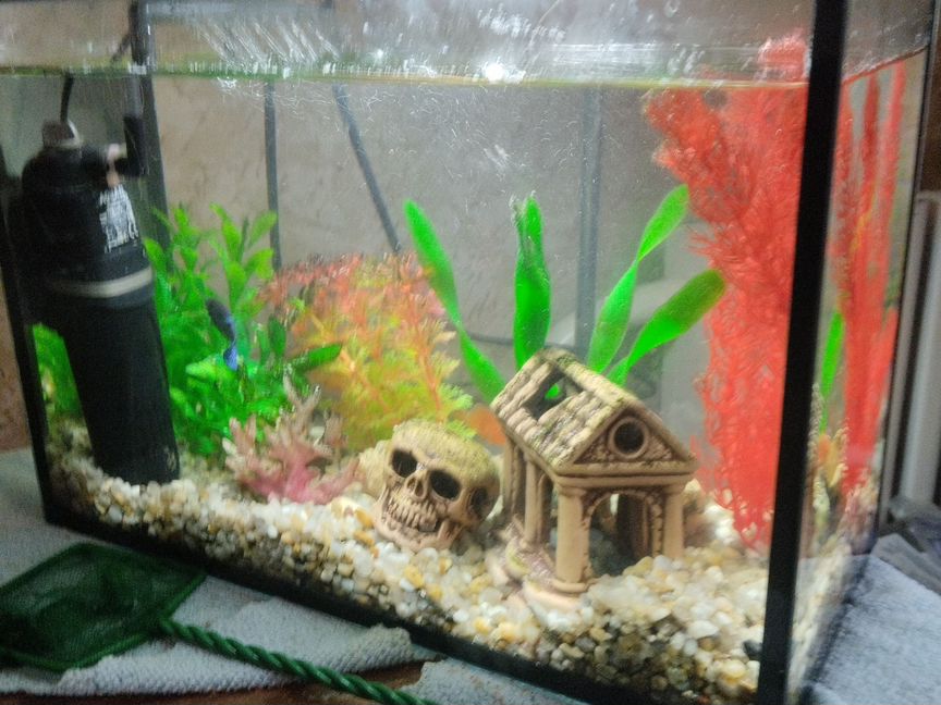 Аквариумные рыбки и растения