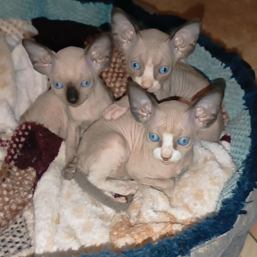 Канадский сфинкс