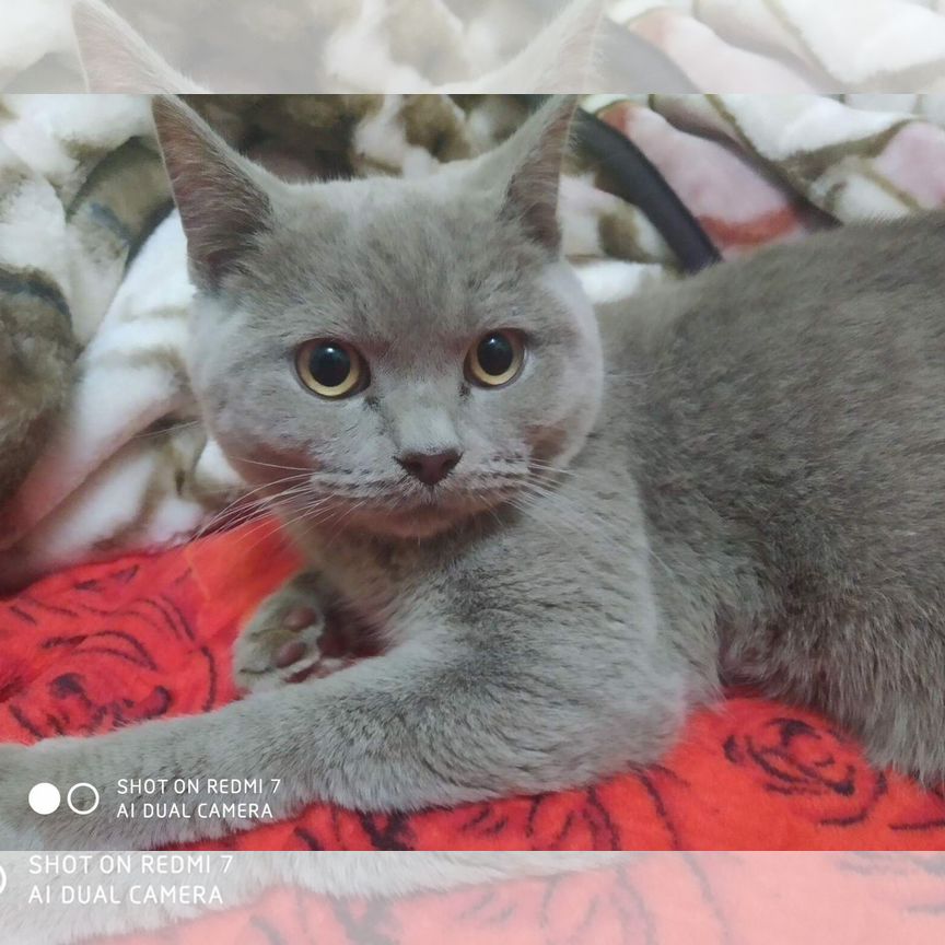 Отдам бесплатно кота британца