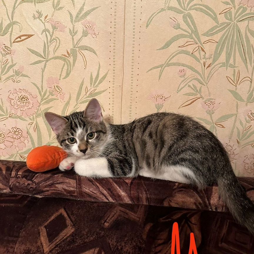 Котята бело полосатые целовашечки